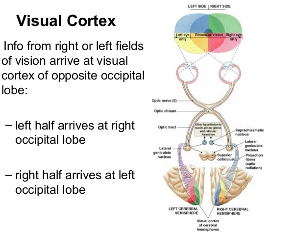 Occipital Lobe Visual Cortex Occipital Lobe Visual Cortex